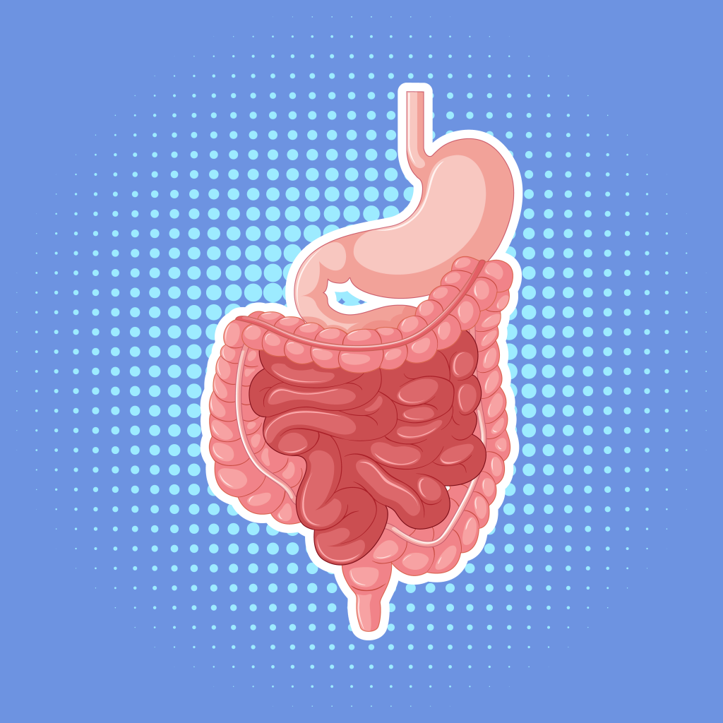 ¿Cómo mejorar tu salud intestinal? - Revista Diabetes Hoy